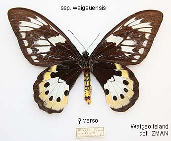 Papua Insects Foundation (Lepidoptera/Papilionidae/Ornithoptera tithonus)